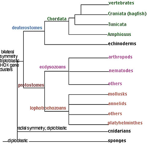 ORIGIN OF CHORDATES: | BIOZOOM